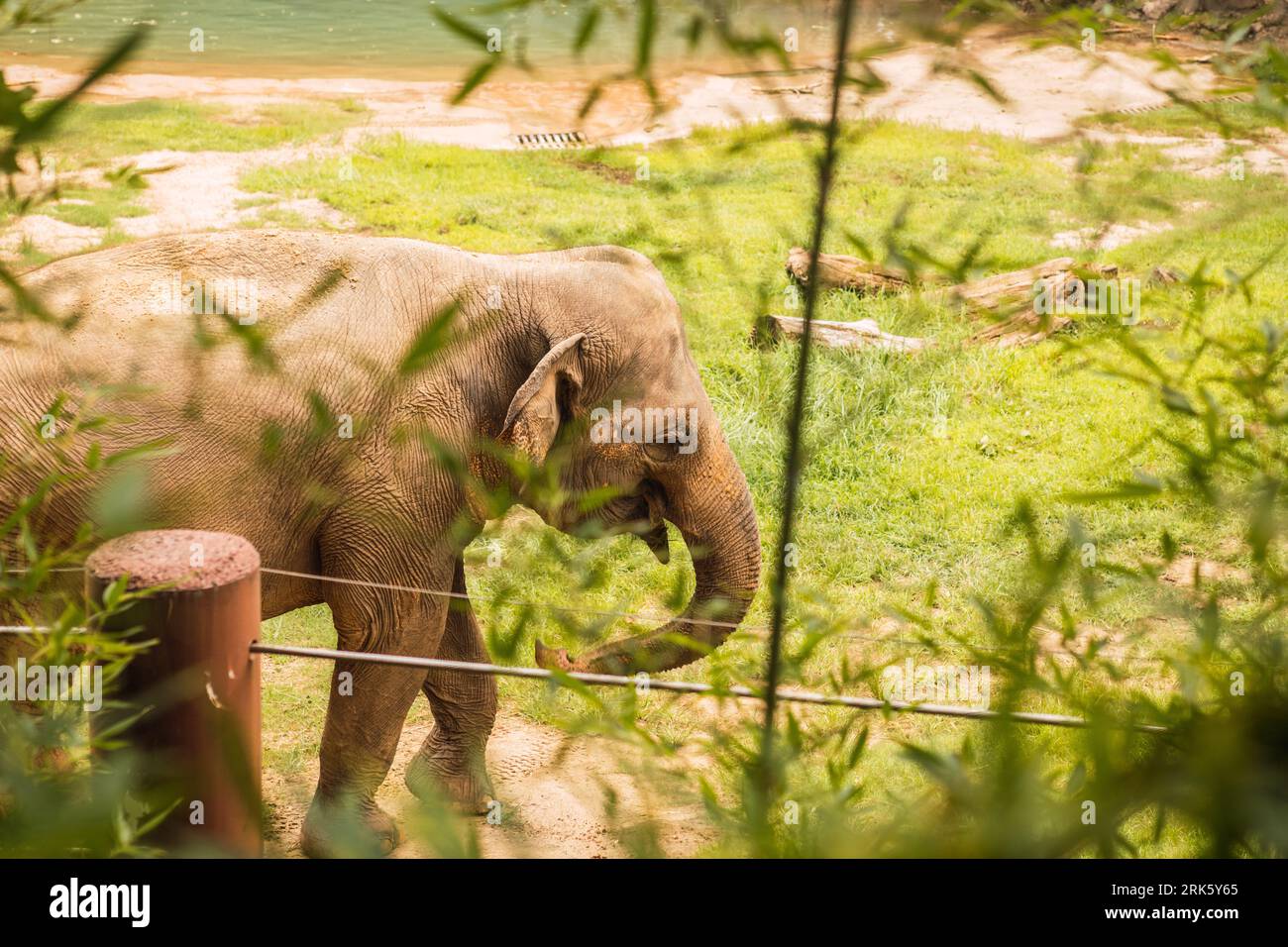 An elephant in captivity at a zoo is visible through the tall grass and ...