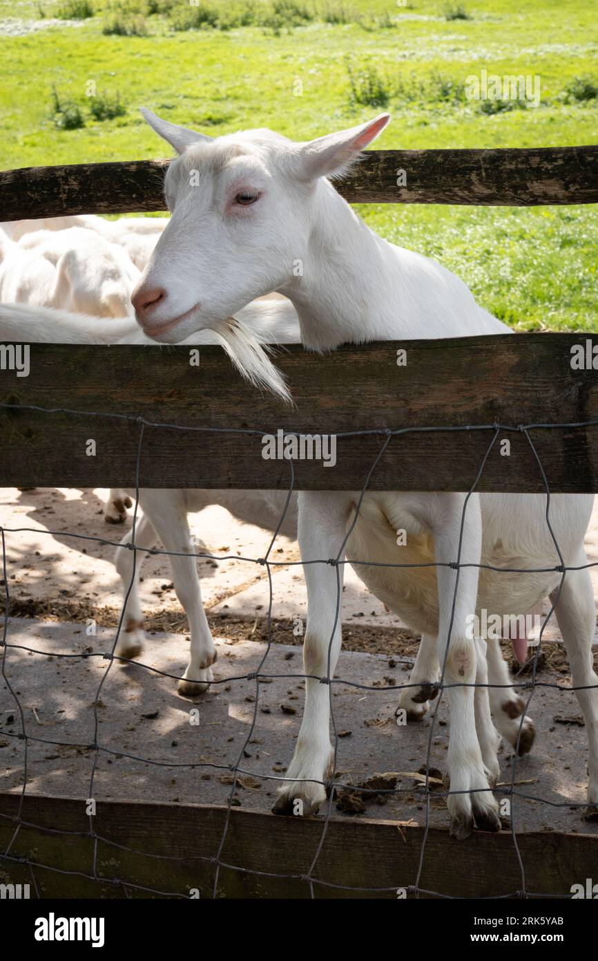 Portrait of a dutch white curious goat close up behind a fence Stock ...