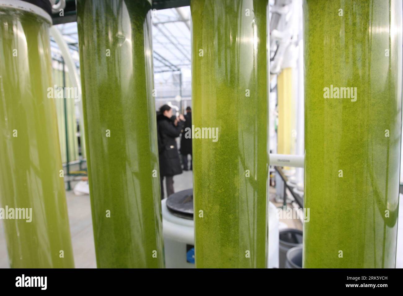 Algae biofuel hi-res stock photography and images - Alamy
