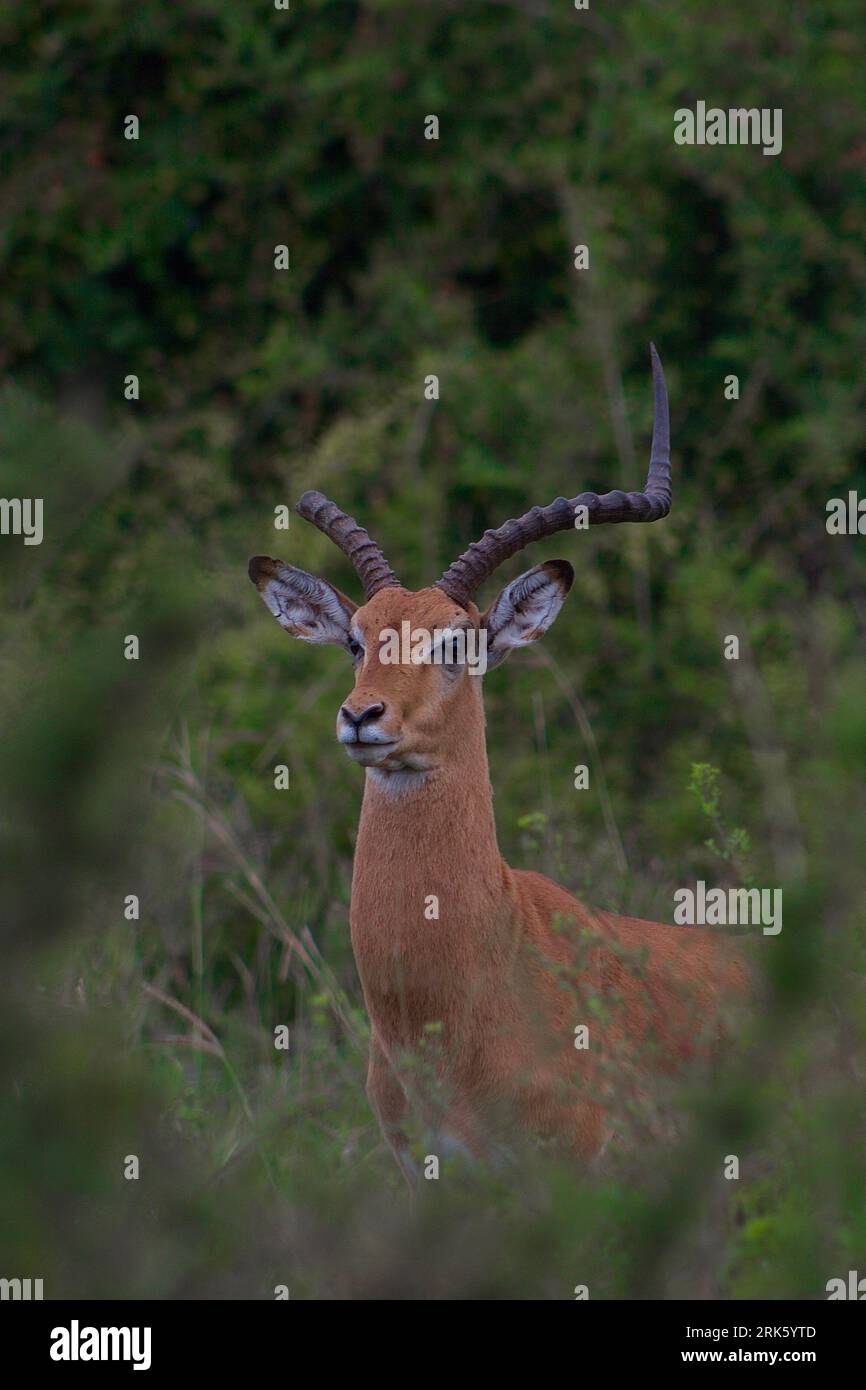 Close up impala aepyceros hi-res stock photography and images - Alamy