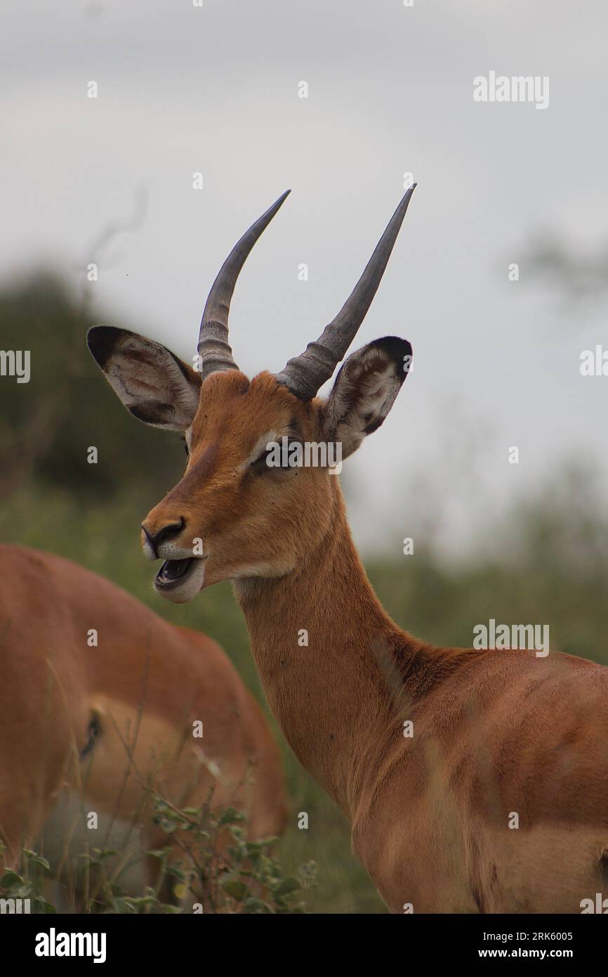 A close-up shot of a young male impala in Nairobi National Park. Kenya ...