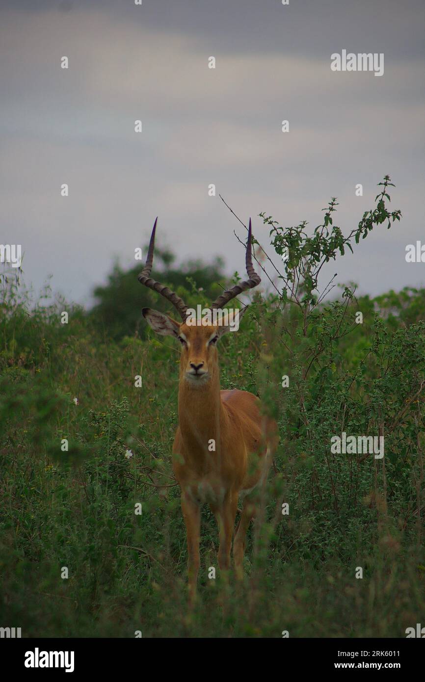 An adult male impala in Nairobi National Park. Kenya Stock Photo - Alamy