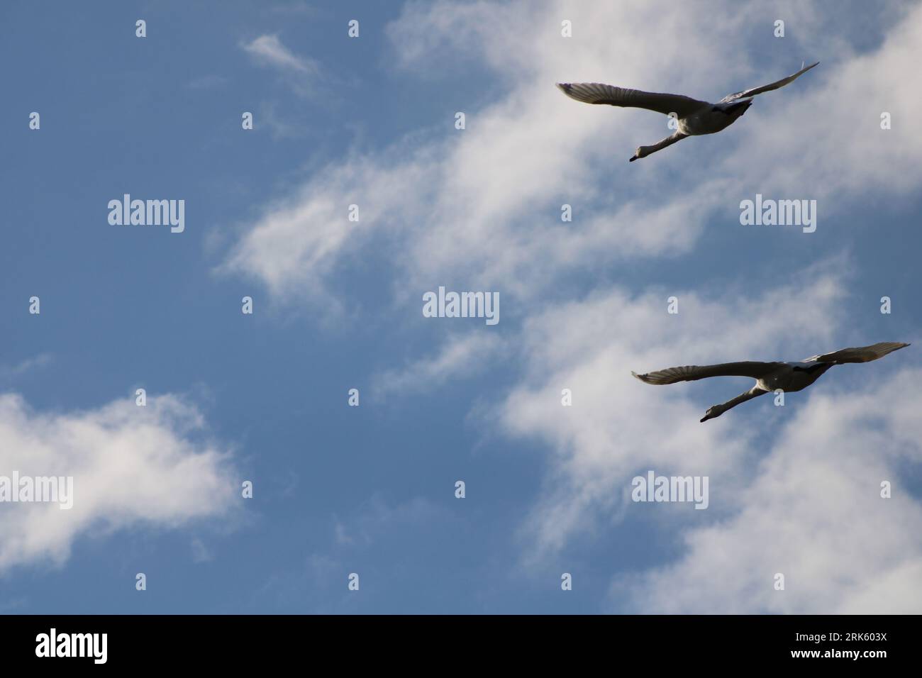 A stunning view of two birds soaring through the clear sky, their ...