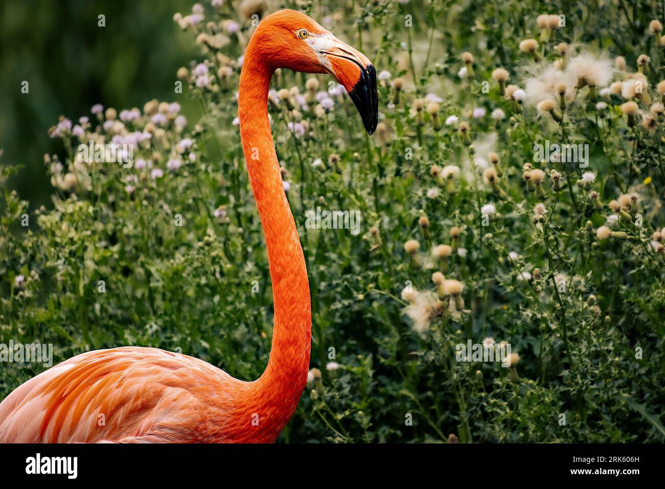 A pink flamingo standing in a meadow of wildflowers and grass Stock ...