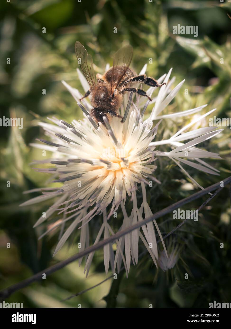 Wings upward hi-res stock photography and images - Alamy