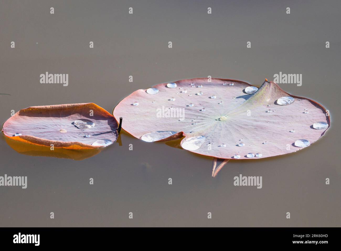 A tranquil scene in a peaceful pond featuring two delicate water lilies ...