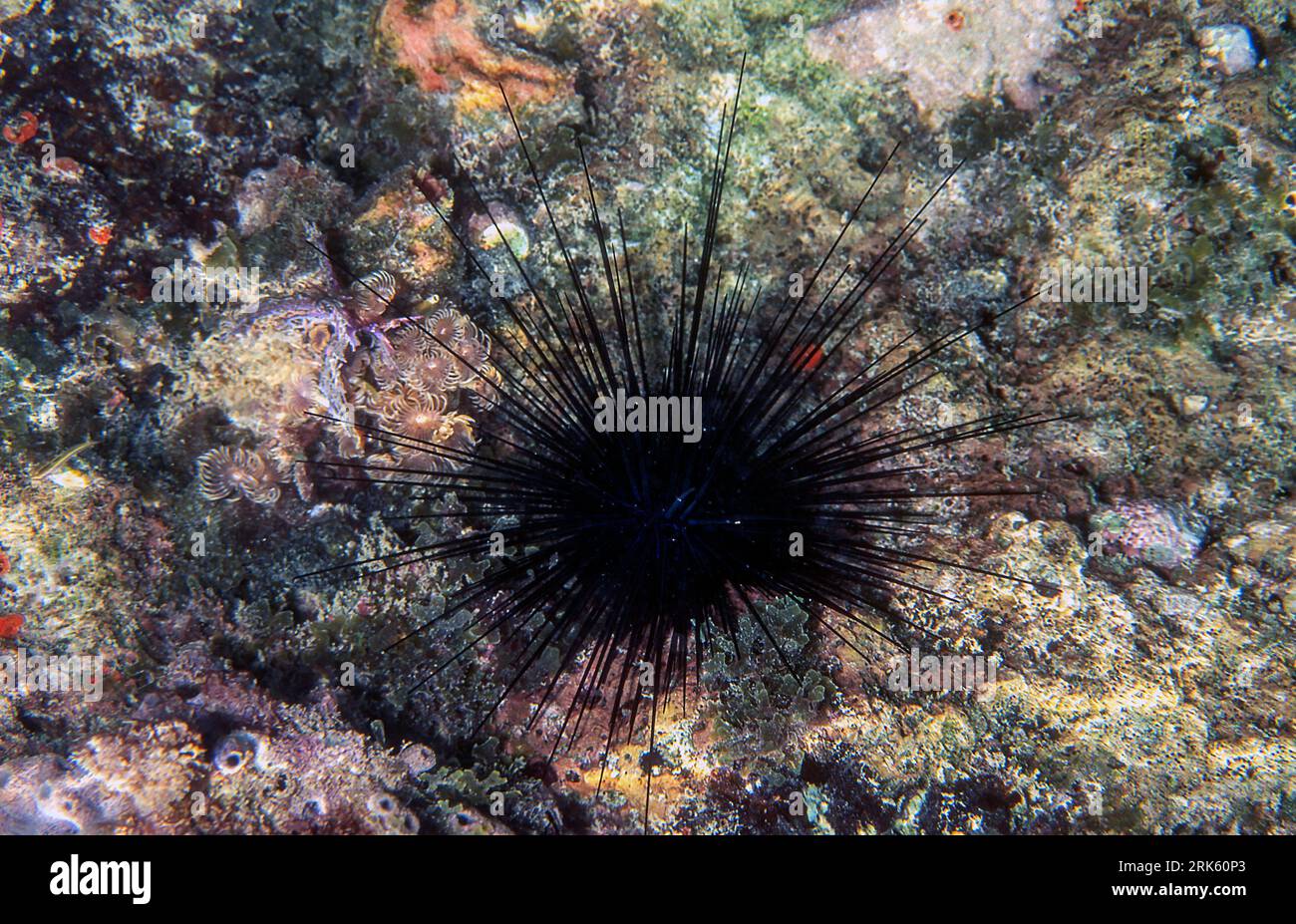 Long-spined sea urchin (Diadema antillarum) from Puerto Rico, the ...