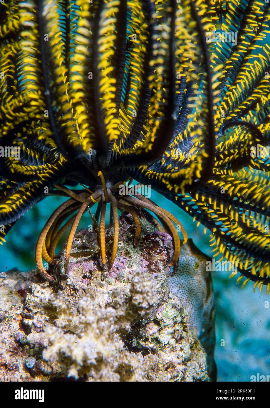 Bennett's feather star (Oxycomanthus bennetti) from the Philippines ...