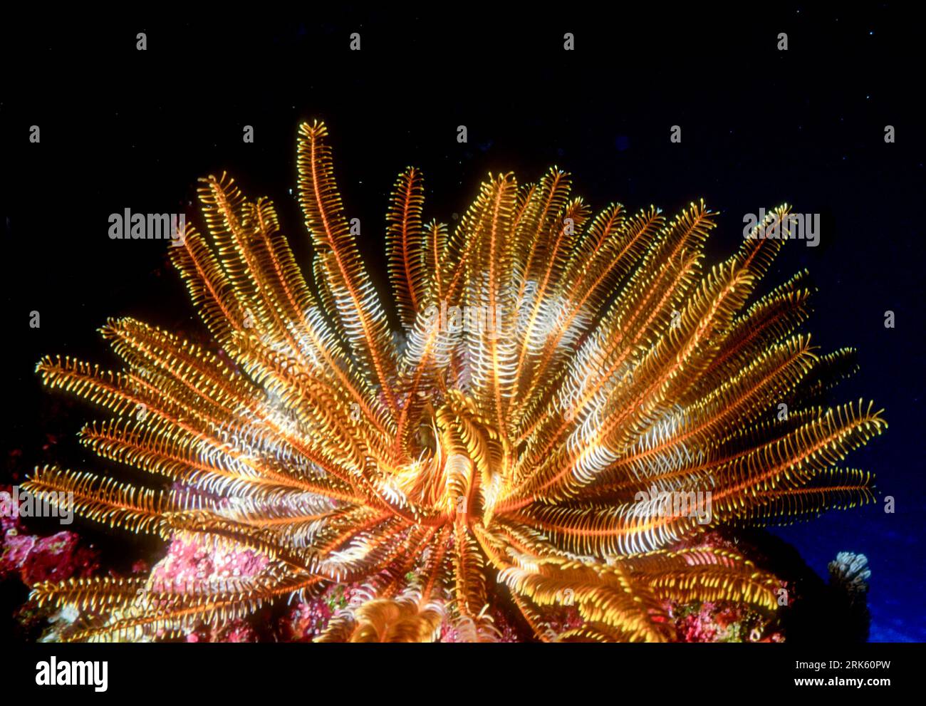 Bennett's feather star (Oxycomanthus bennetti) from Osprey Reef, the ...
