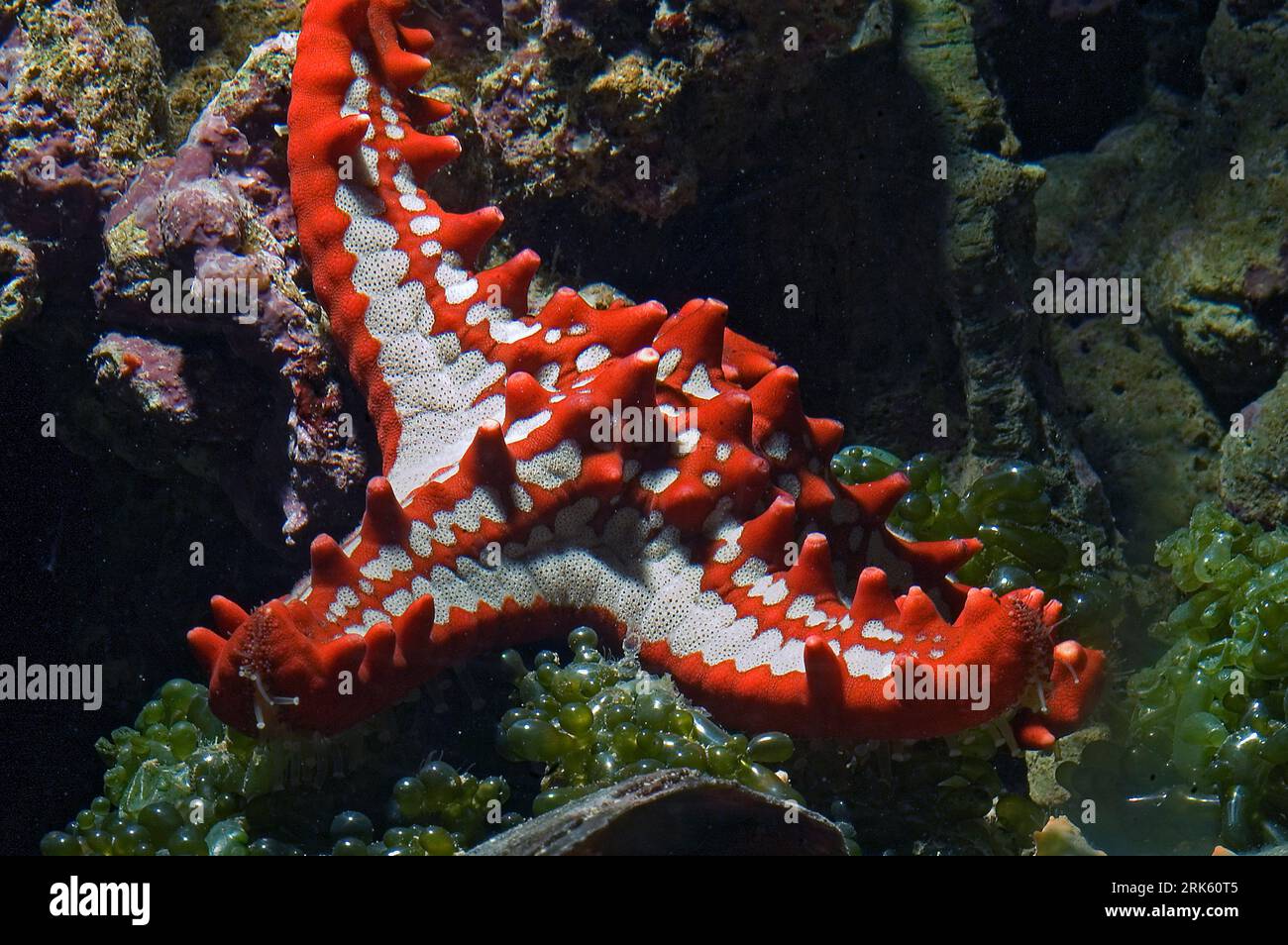 African red knob sea star hi-res stock photography and images - Alamy