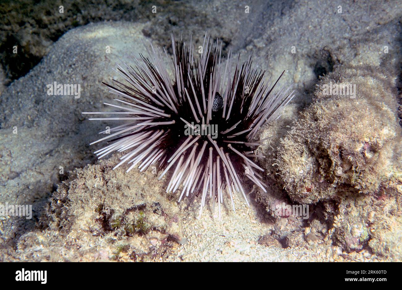 Calamaris urchin hi-res stock photography and images - Alamy