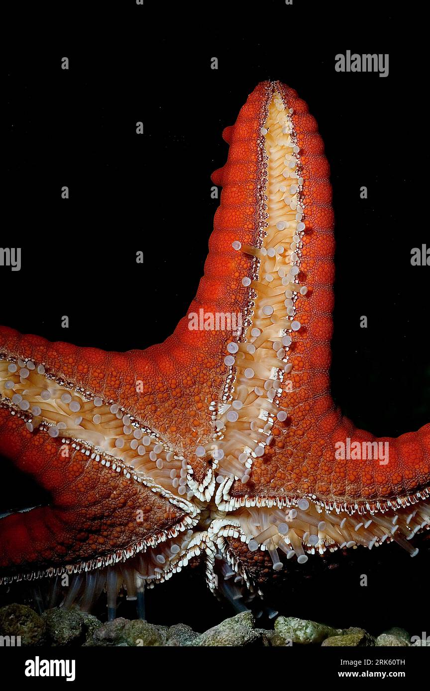 Tube feet starfish hi-res stock photography and images - Alamy