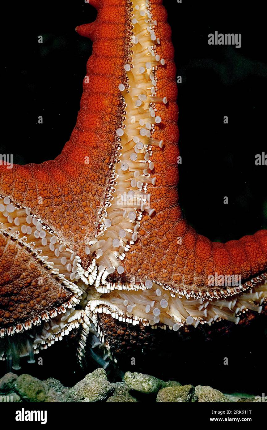 Tube feet starfish hi-res stock photography and images - Alamy