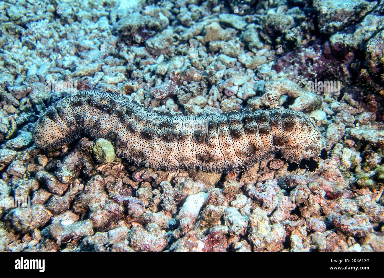 Graeffe's sea cucumber (Pearsonothuria graeffei) from the Maldives ...