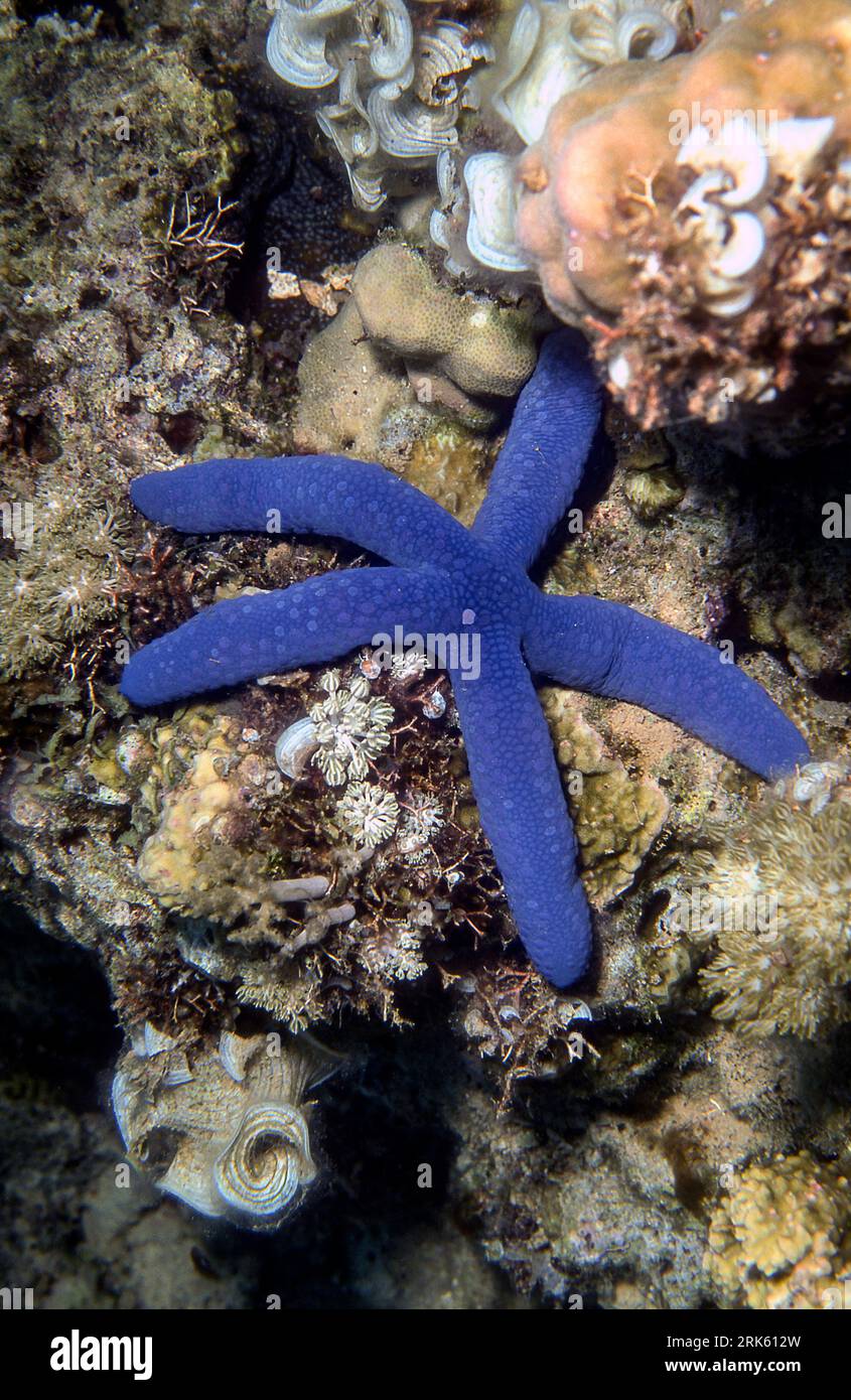 Blue star (Linckia laevigata) from the Philippines Stock Photo - Alamy