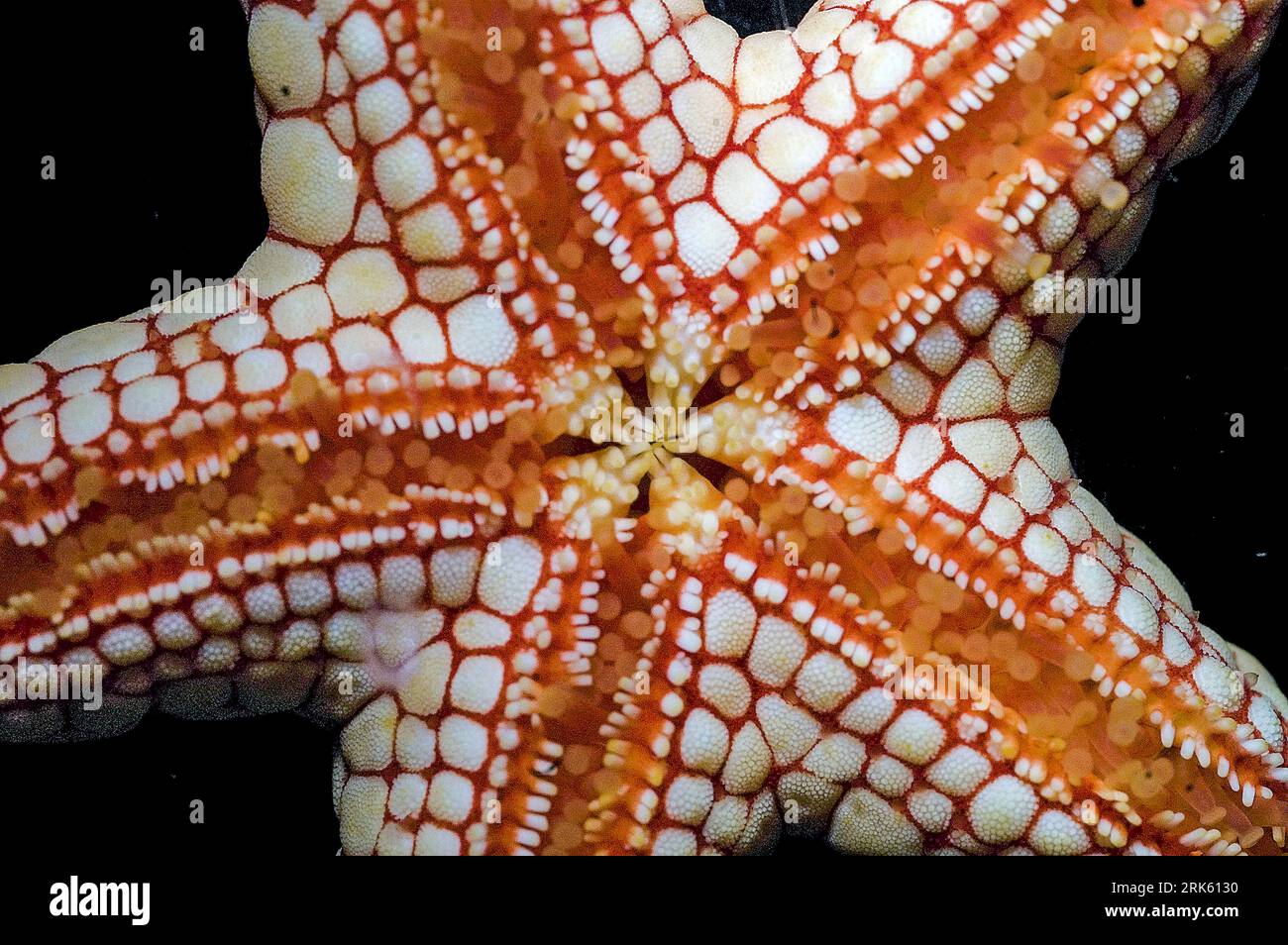Tube feet starfish hi-res stock photography and images - Alamy