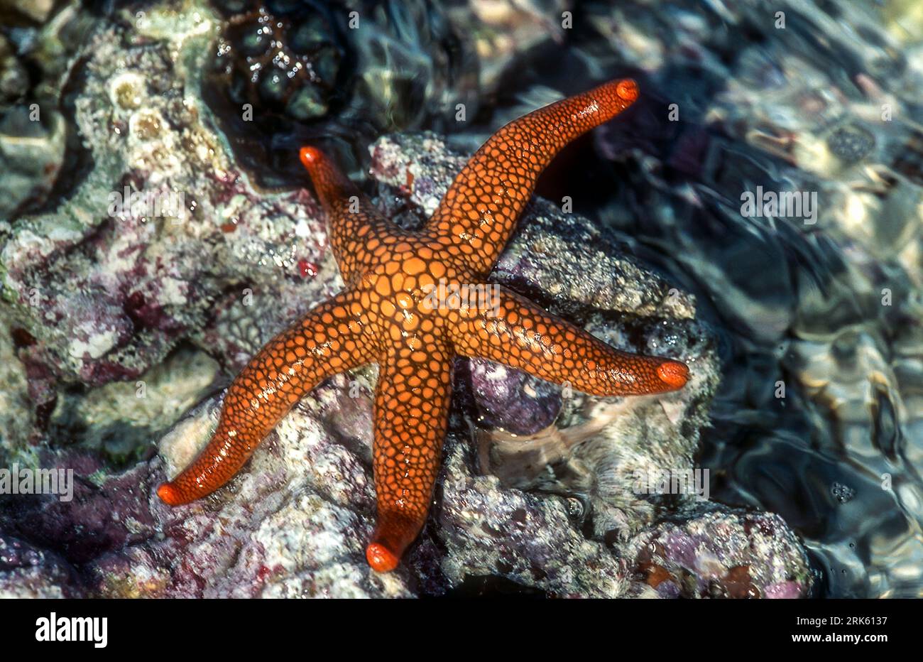 New Caledonian sea star (Nardoa novaecaledoniae) from heron Island ...