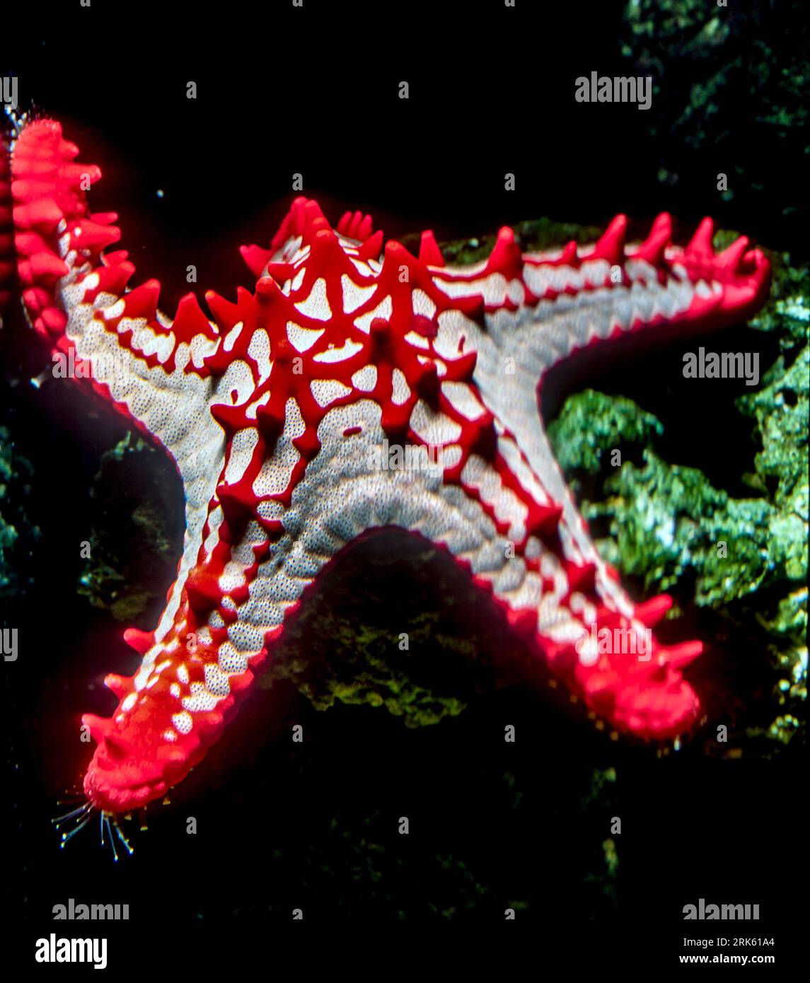 African red knob sea star hi-res stock photography and images - Alamy