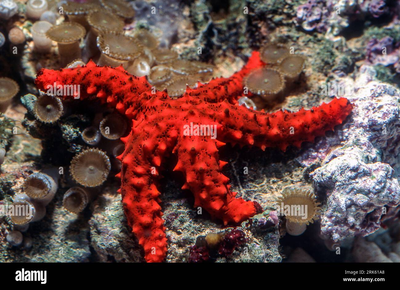 Orange knobby sea star (Echinaster echinoporus). Aquariumphoto Stock ...