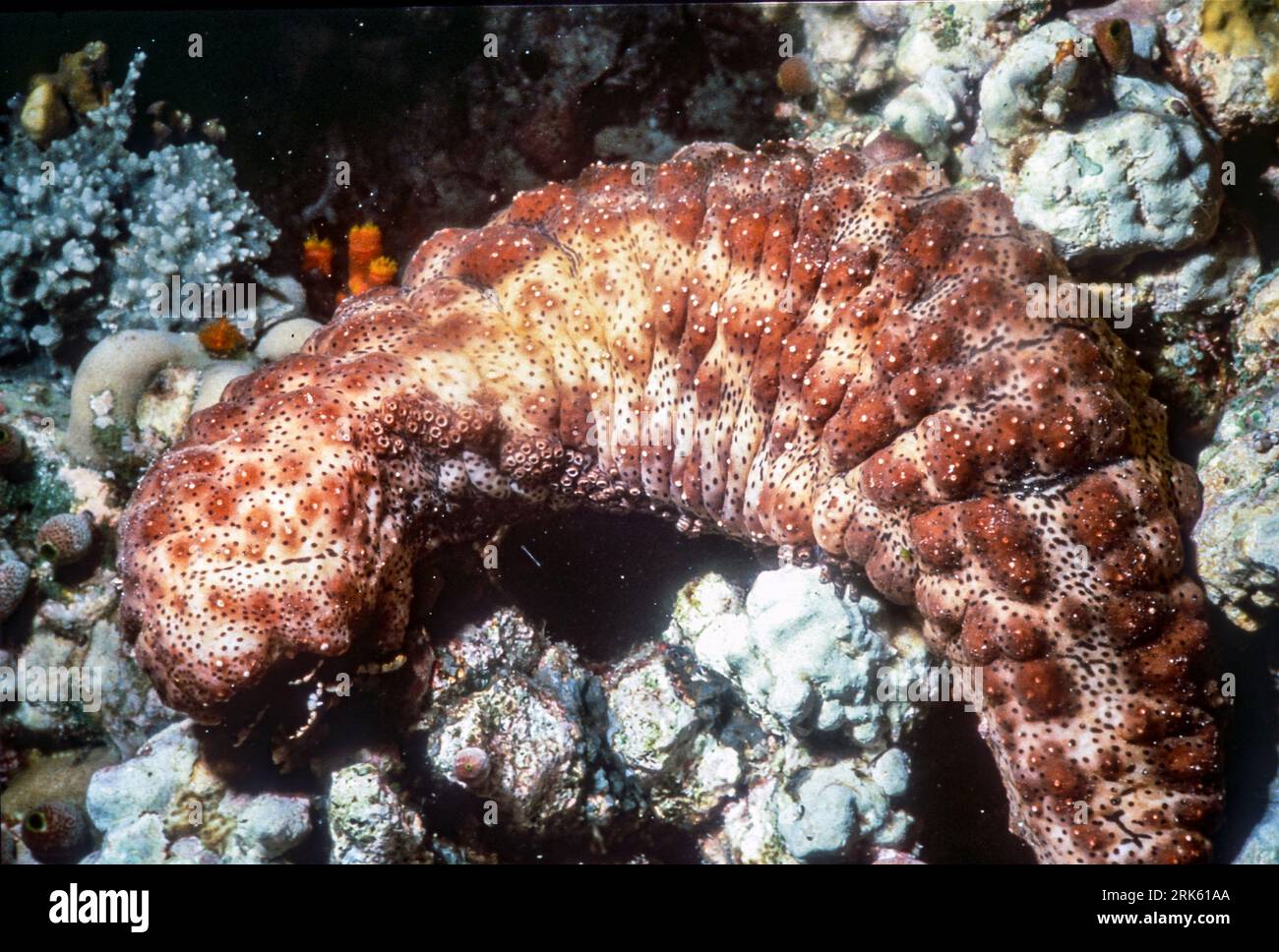 Graeffe's sea cucumber (Pearsonothuria graeffei) from the Maldives ...
