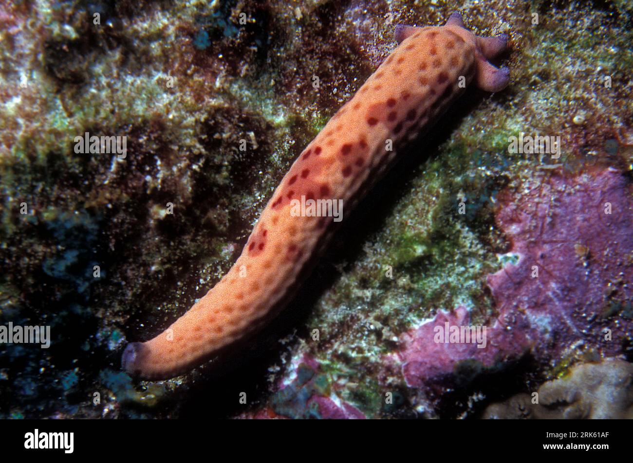 Regenerating arms in the starfish multicolored sea star (Linckia ...