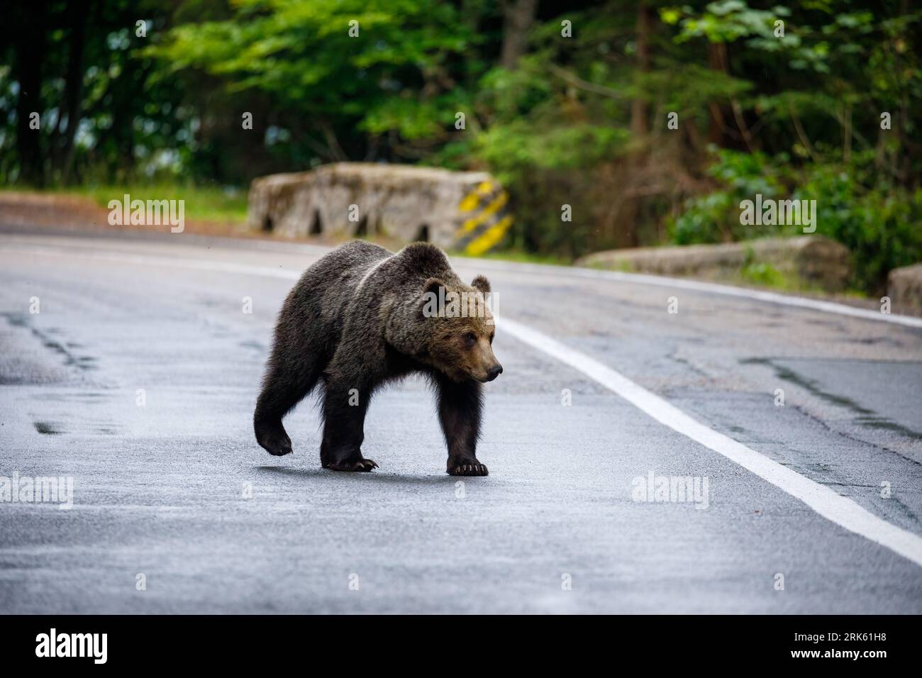 European Brown Bear in the Carpathians of Romania Stock Photo - Alamy