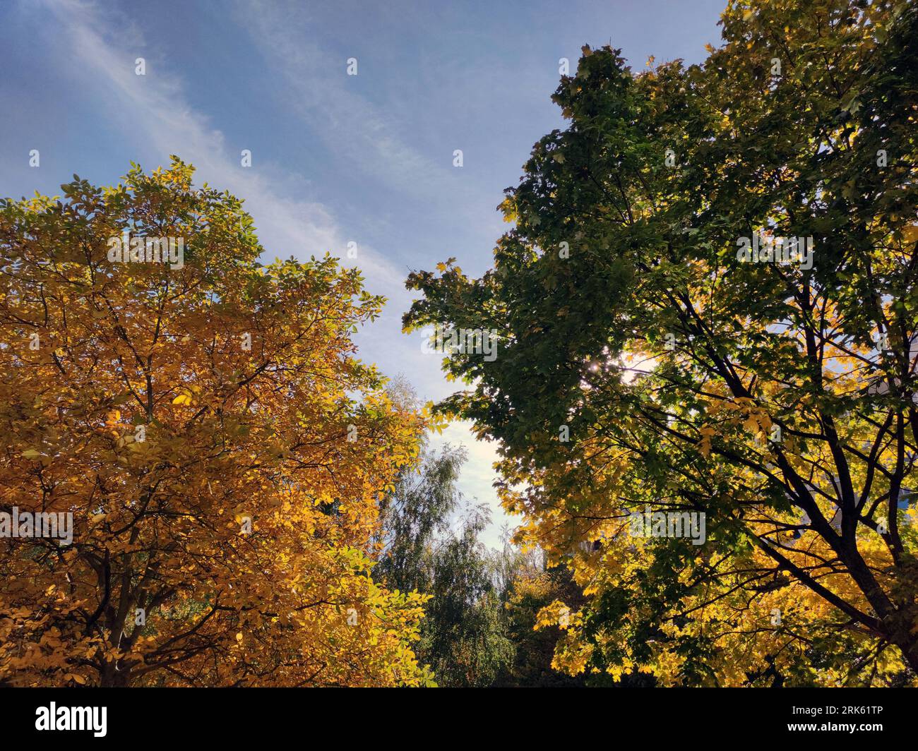 Autumn forest and the blue sky background. Bright trees in the fall ...