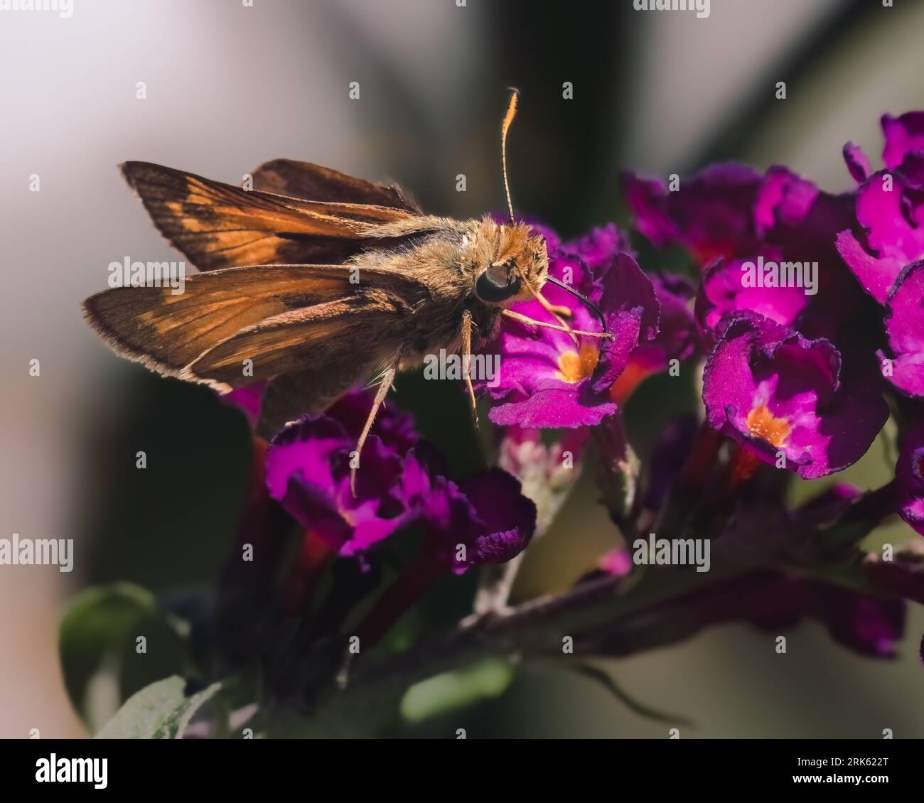 A thirsty Peck's Skipper Butterfly (Polites peckius) drinking from a ...