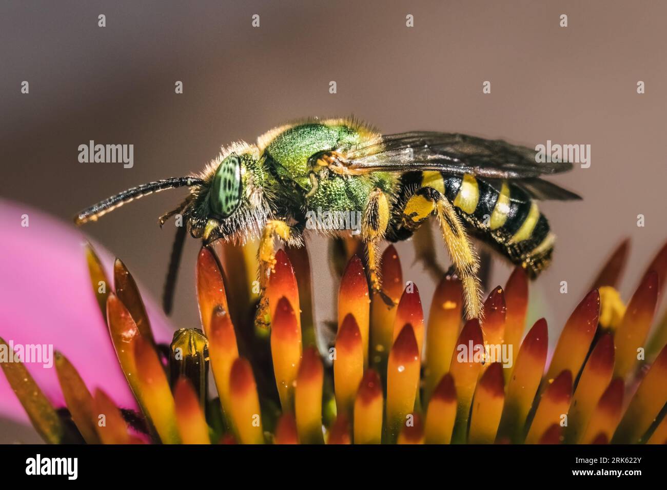 A bicolored metallic green sweat bee (Agapostemon virescens) on a pink ...