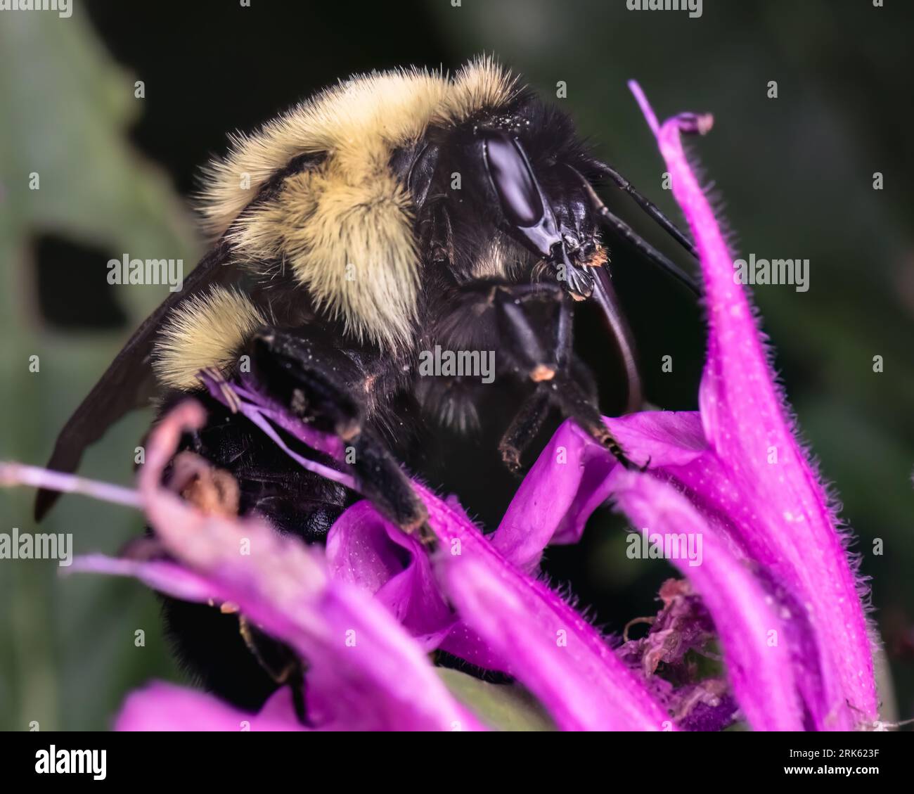 A female Two-spotted Bumble Bee (Bombus bimaculatus) using her ...