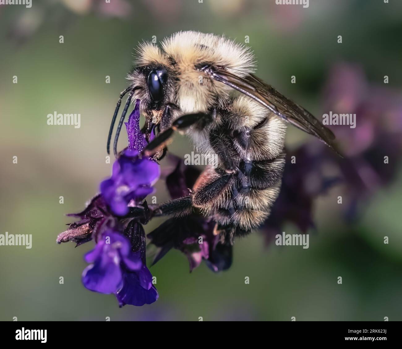 A fuzzy male Two-spotted Bumble Bee (Bombus bimaculatus) feeding on ...