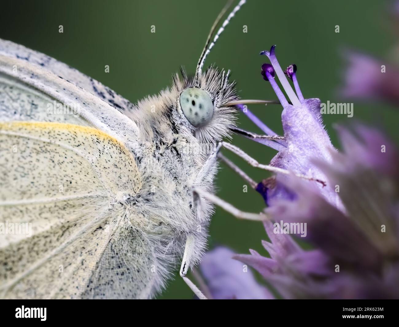 Macro close up photograph of a White Cabbage Butterfly (Pieris rapae ...