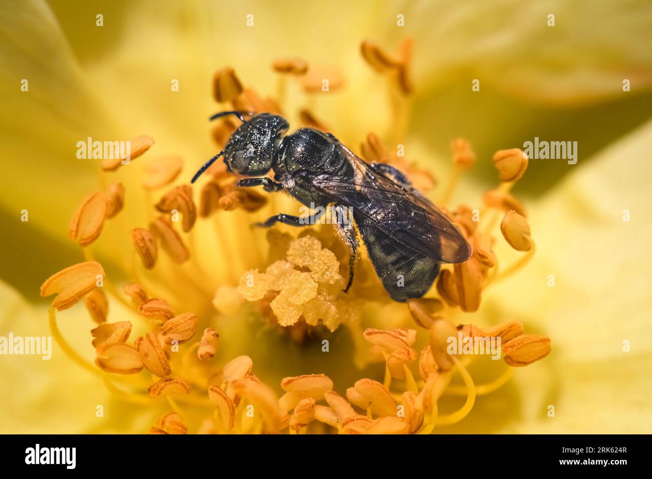A shiny metallic green Small Carpenter Bee (Ceratina sp) pollinating a ...