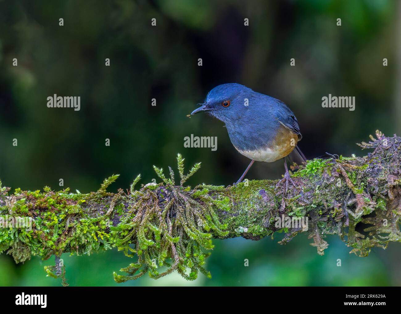Nilgiri blue robin hi-res stock photography and images - Alamy