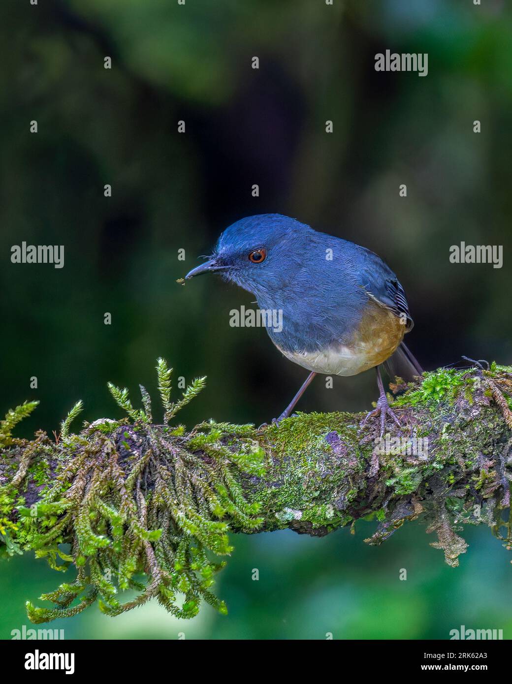 Nilgiri blue robin hi-res stock photography and images - Alamy
