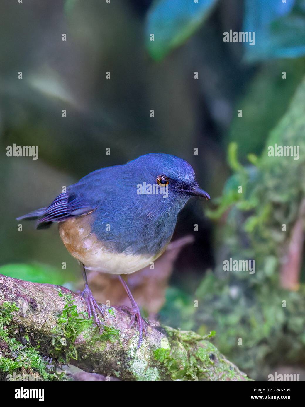 Nilgiri blue robin hi-res stock photography and images - Alamy