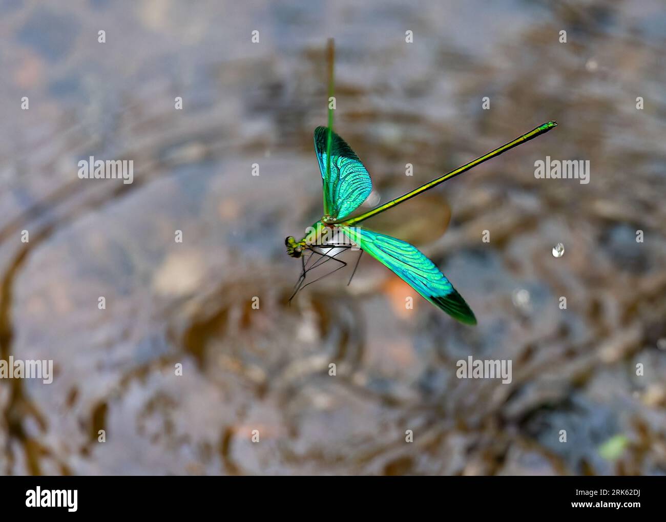 Dragonfly neurobasis chinensis hi-res stock photography and images - Alamy