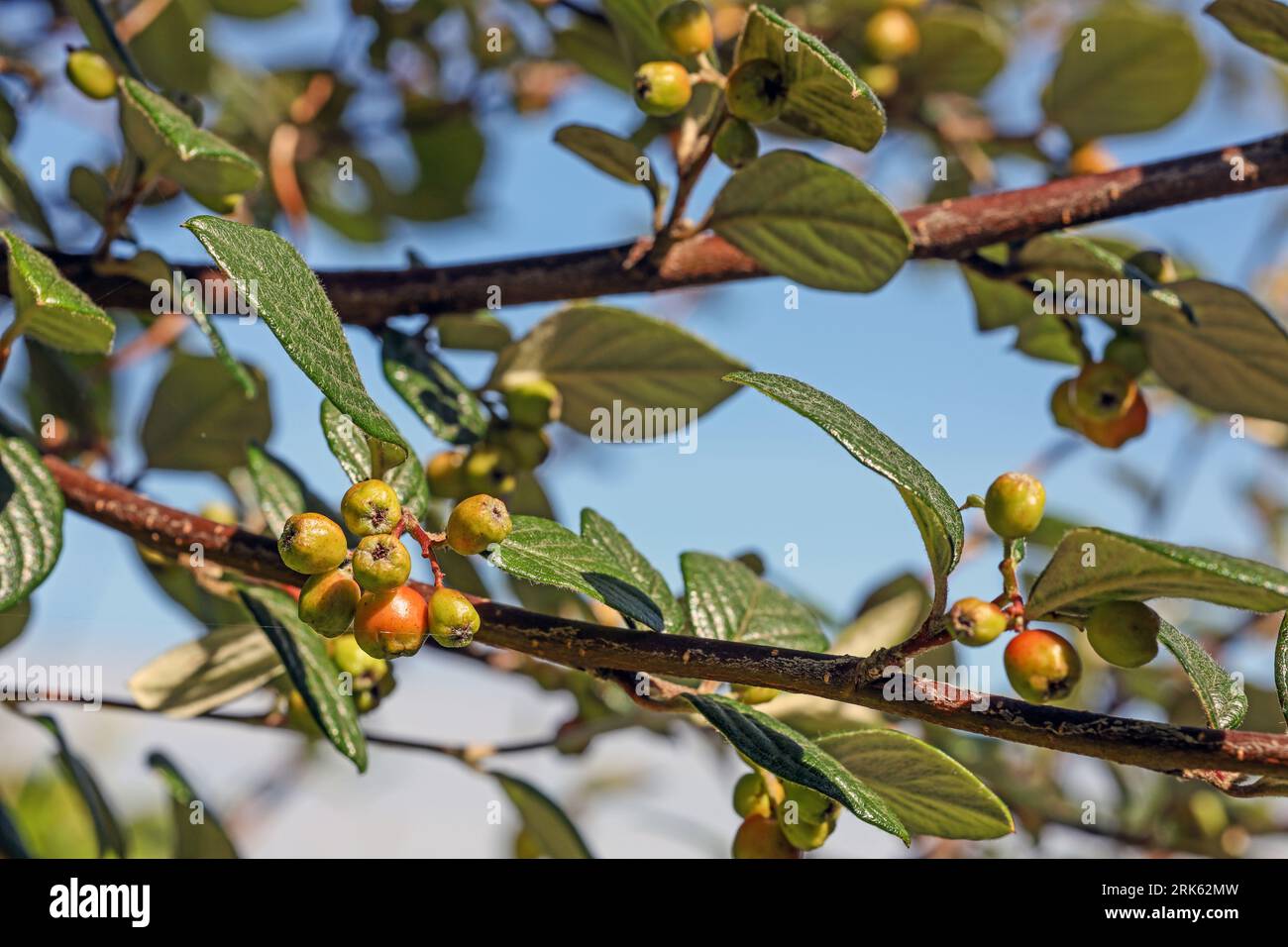 Berries appearing on an Alder Buckthorn tree. Green at present but ...