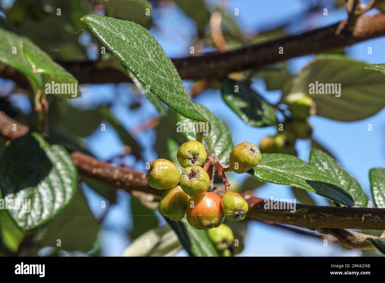 Berries appearing on an Alder Buckthorn tree. Green at present but ...