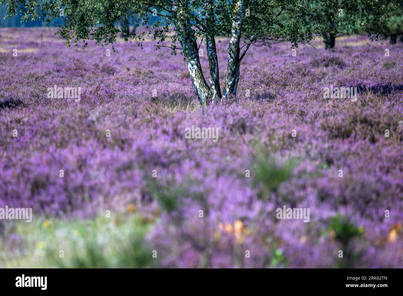 Munitions development hi-res stock photography and images - Alamy