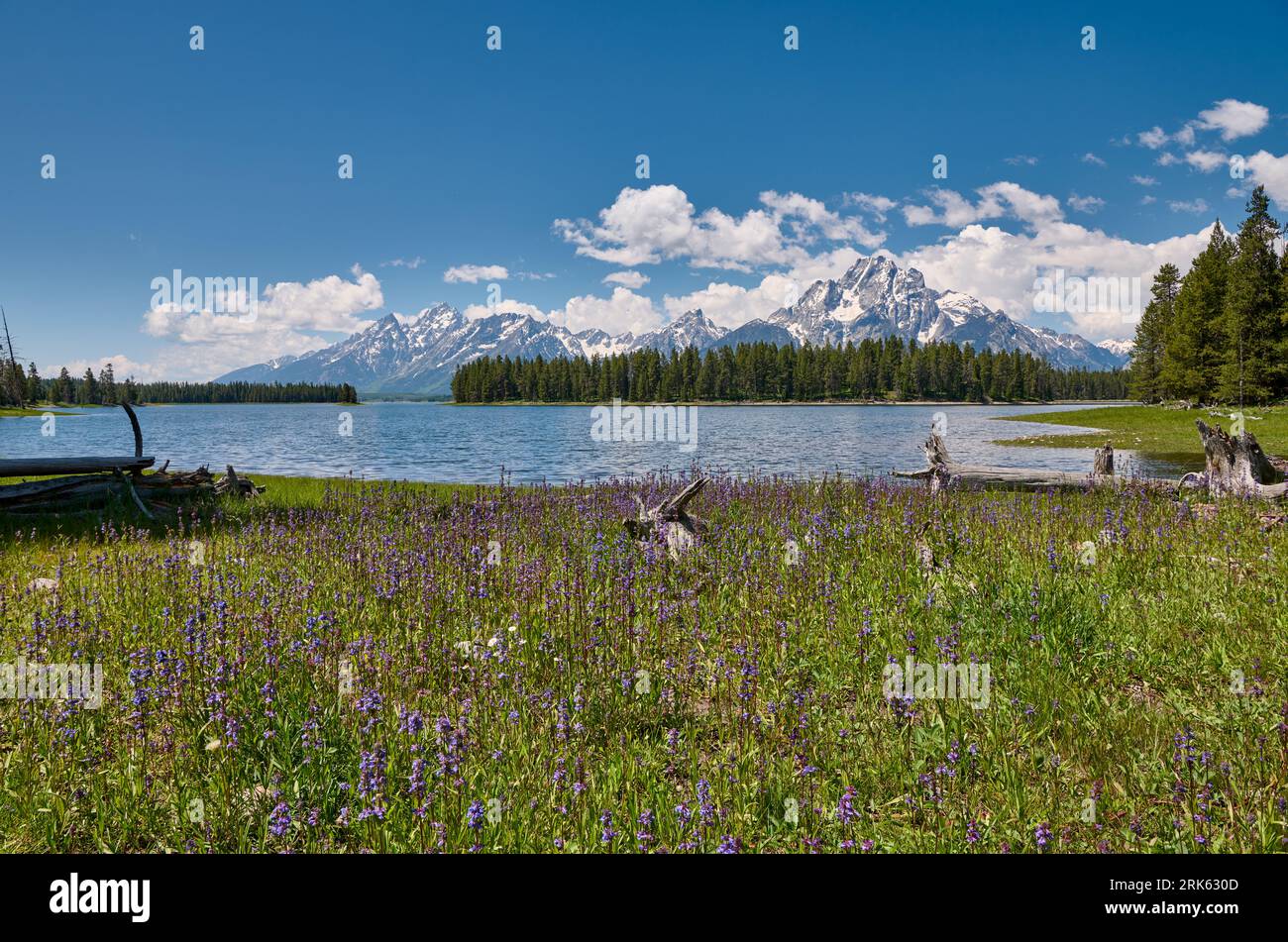 spring flowers with Grand Teton Range, Grand Teton National Park ...