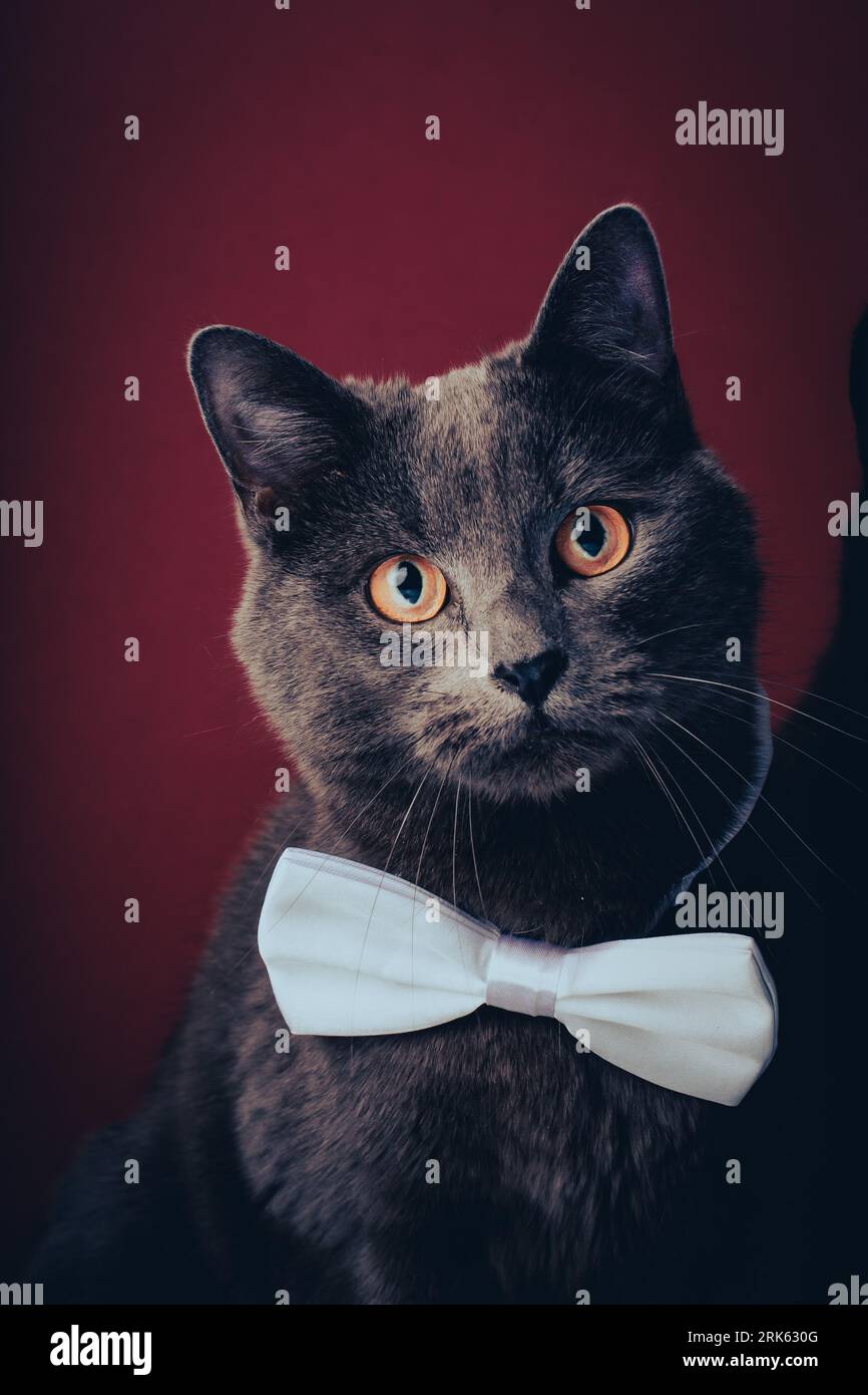 Little kitten wearing bow hi-res stock photography and images - Alamy