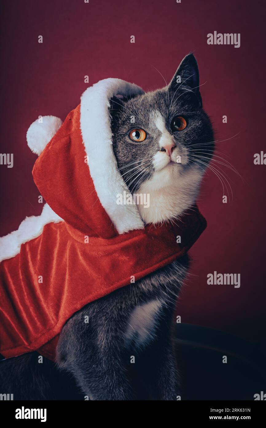 An adorable black cat wearing a red hat with a red background Stock ...