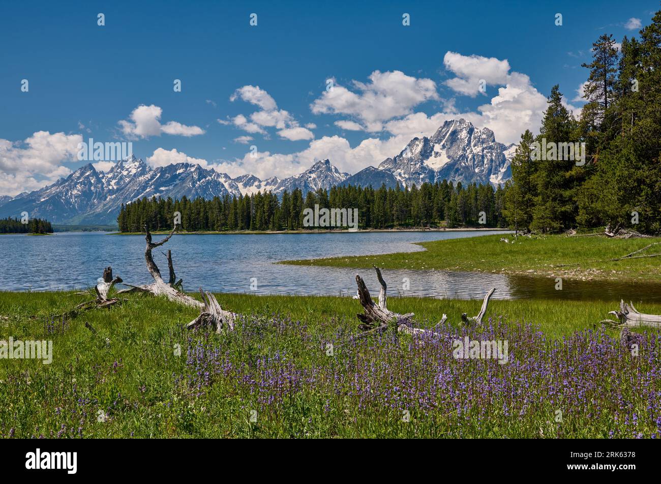 spring flowers with Grand Teton Range, Grand Teton National Park ...