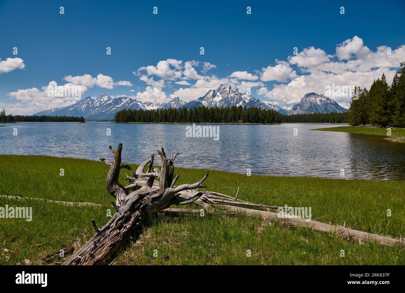 spring flowers with Grand Teton Range, Grand Teton National Park ...