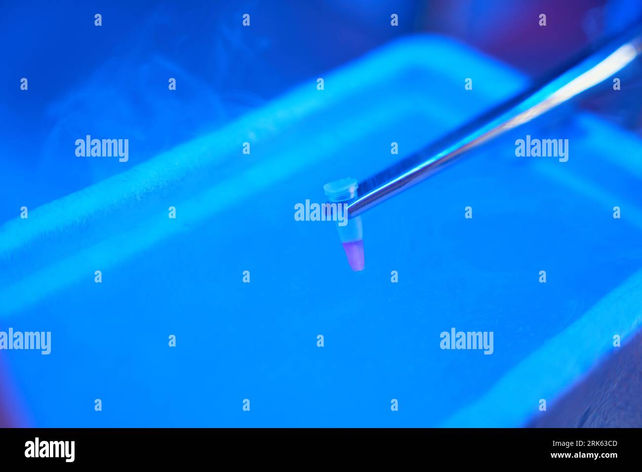 Small test tube with biomaterial is clamped with tweezers Stock Photo ...