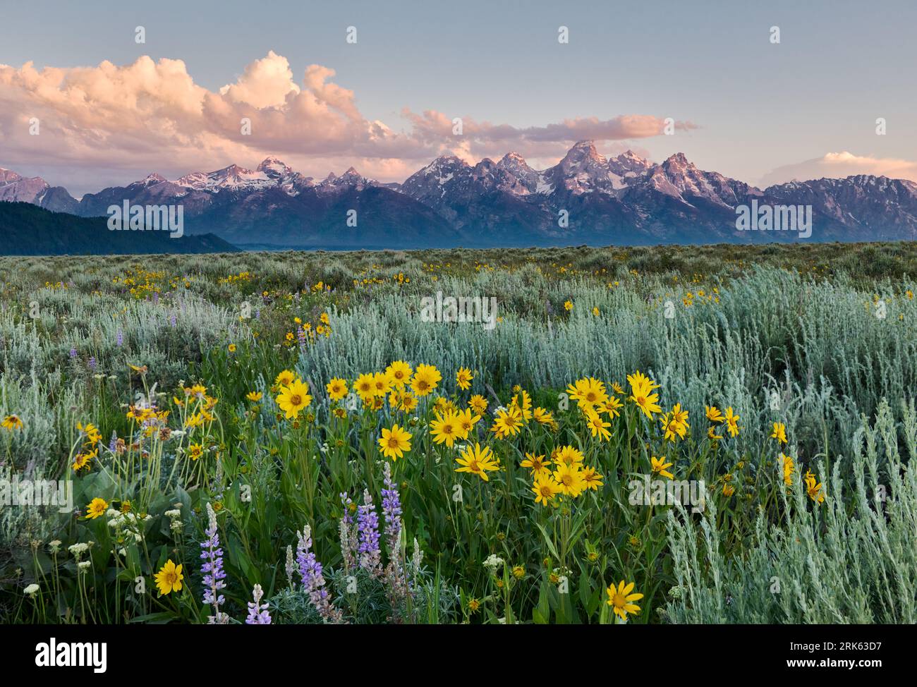 spring flowers with Grand Teton Range, Grand Teton National Park ...