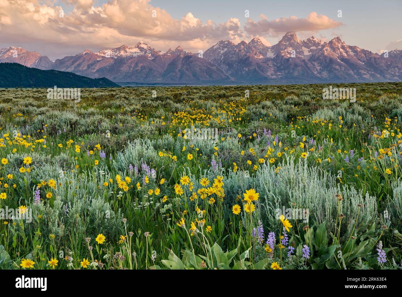 spring flowers with Grand Teton Range, Grand Teton National Park ...