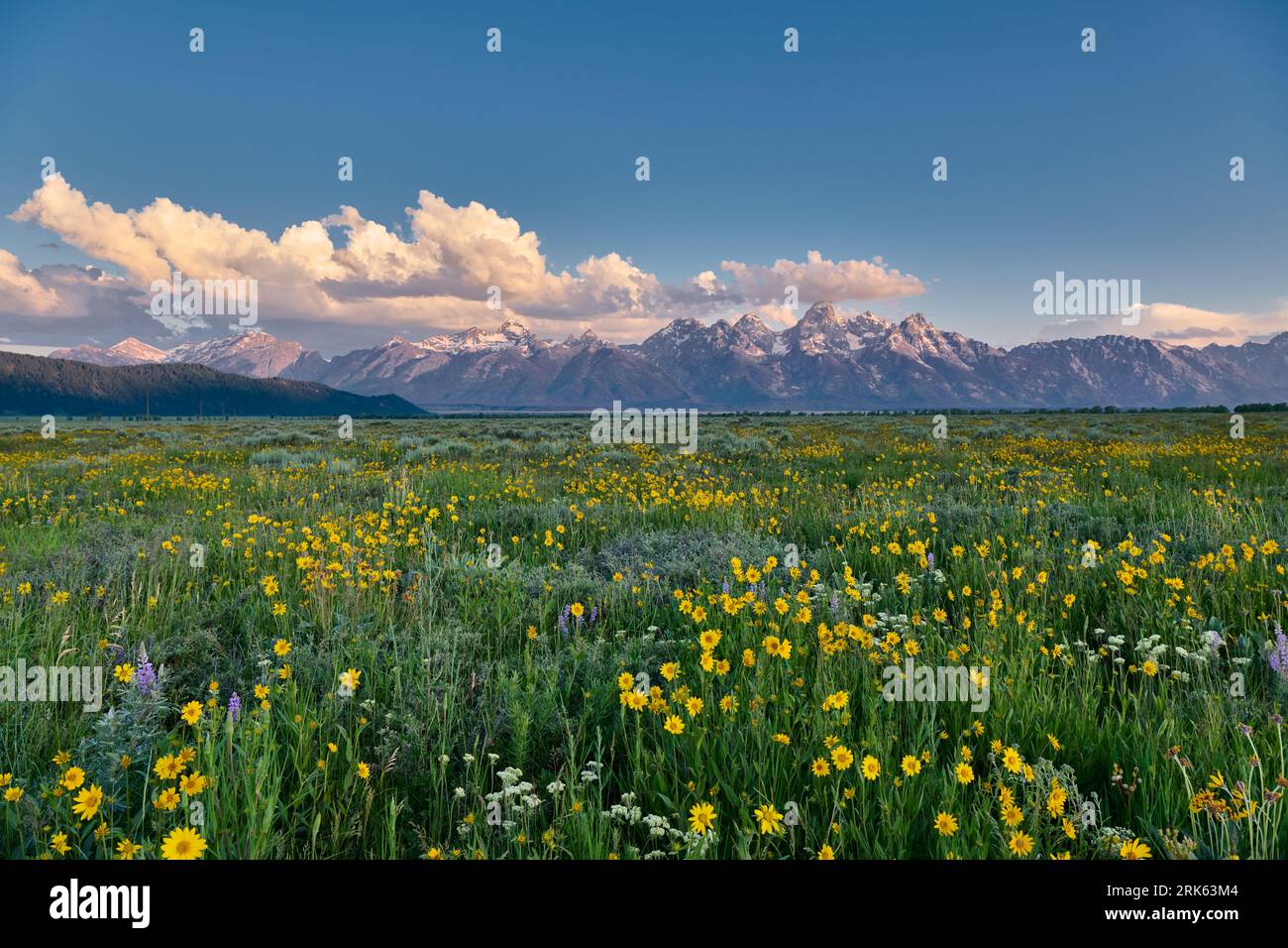 spring flowers with Grand Teton Range, Grand Teton National Park ...