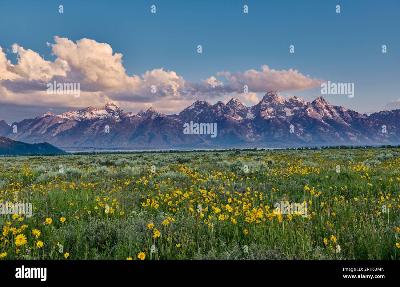 spring flowers with Grand Teton Range, Grand Teton National Park ...